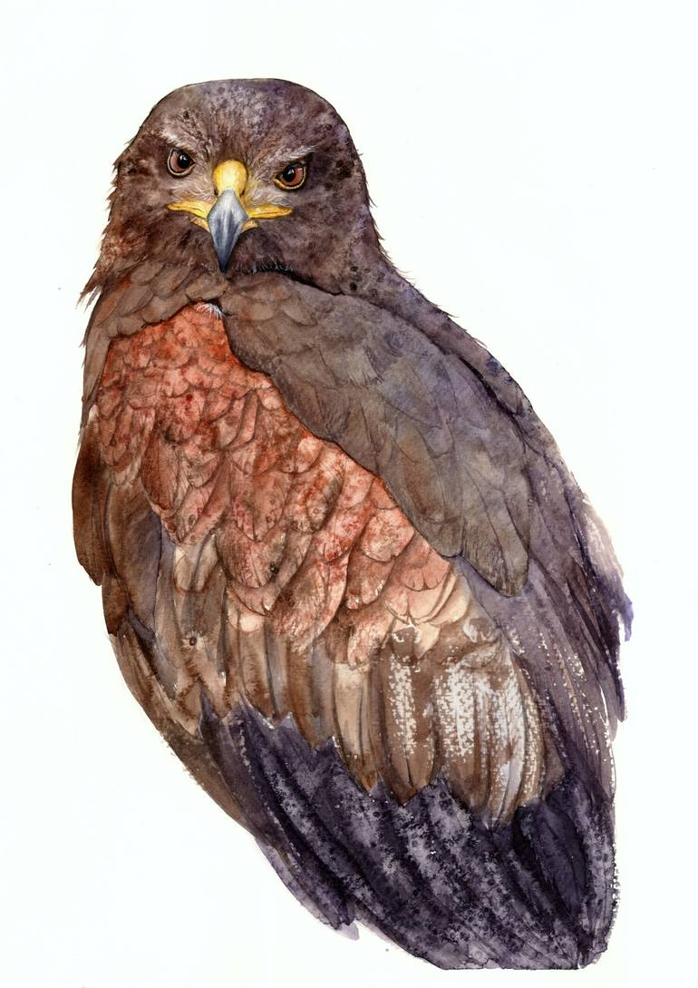 Portrait of the Hawk bird Painting by Tetiana Savchenko | Saatchi Art