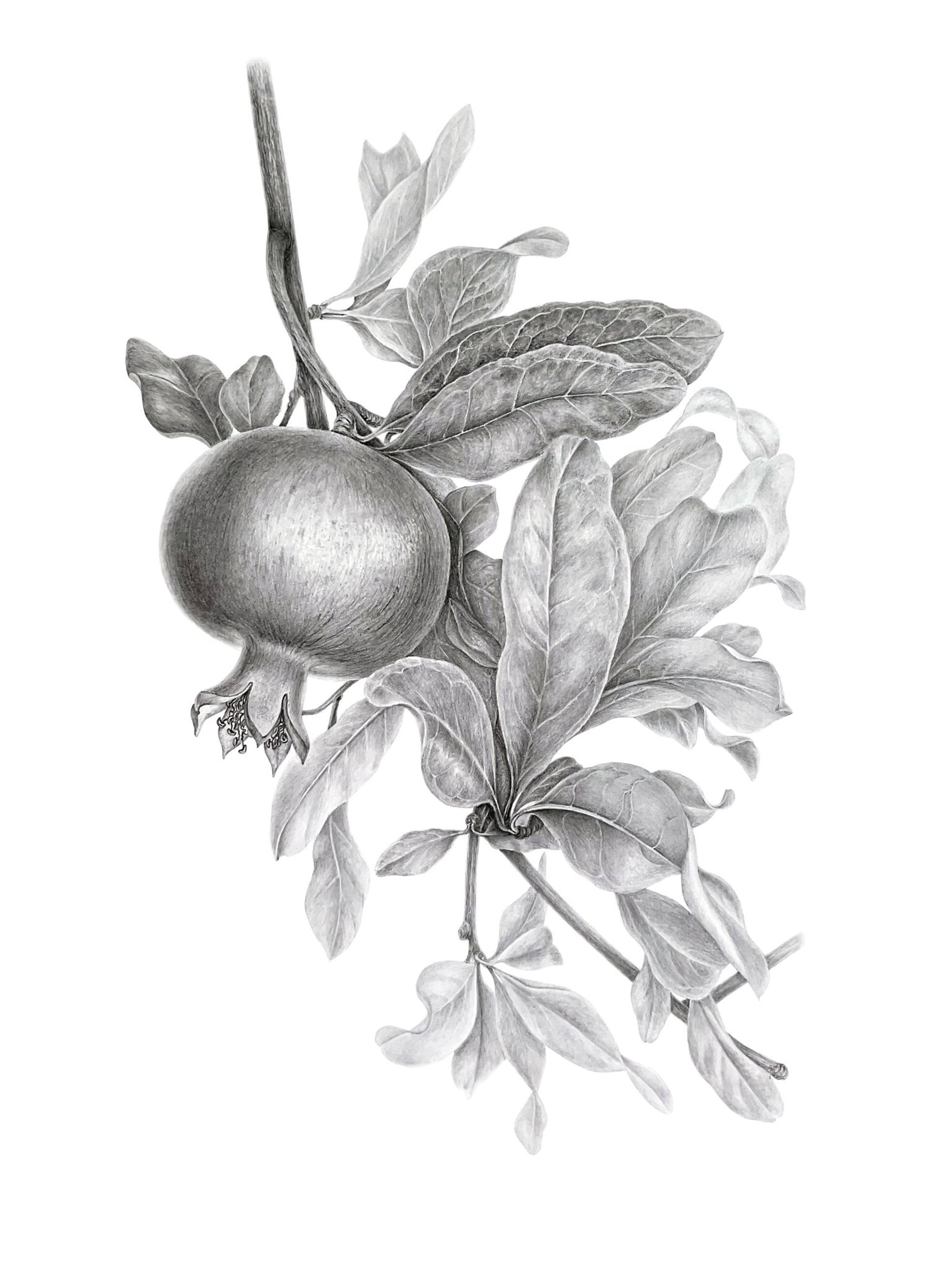 Pomegranate Tree Drawing Easy With Pencil