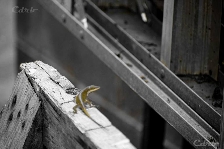 Grey Anole Photography by craig bennett | Saatchi Art