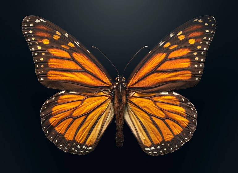 Monarch Butterfly - Edition of 15 Photography by Levon Biss | Saatchi Art