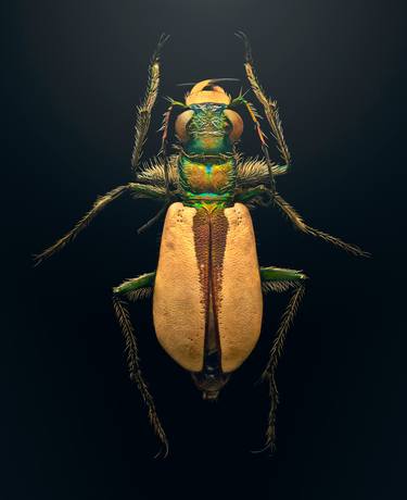 Levon Biss Artworks | Saatchi Art