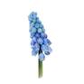 Muscari Painting by Julia Gorislavska | Saatchi Art