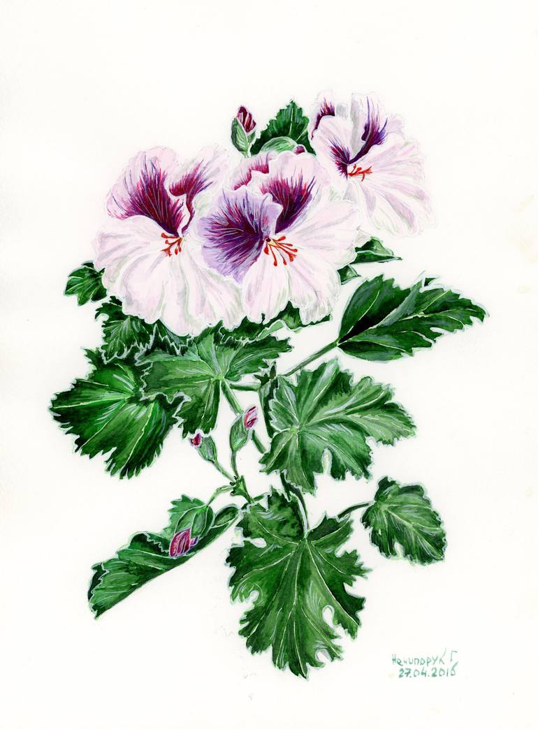 Royal geranium flower Painting by Halyna Nechyporuk | Saatchi Art