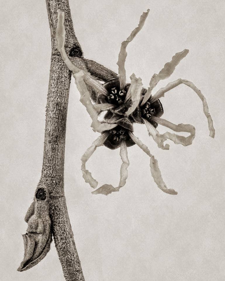 Witch Hazel - Surreal - Sepia Photography by Simon Kidd | Saatchi Art