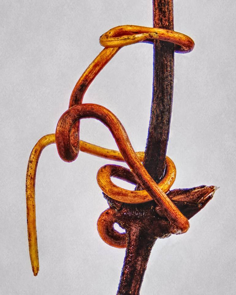 Clematis Tendril - Surreal - Colour Photography by Simon Kidd | Saatchi Art