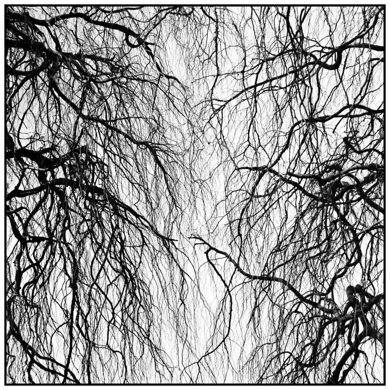 Vascular Photography by Jack Morris | Saatchi Art