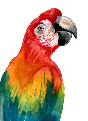 Colorful parrot bird Drawing by Alexander Kuzyuberdin | Saatchi Art