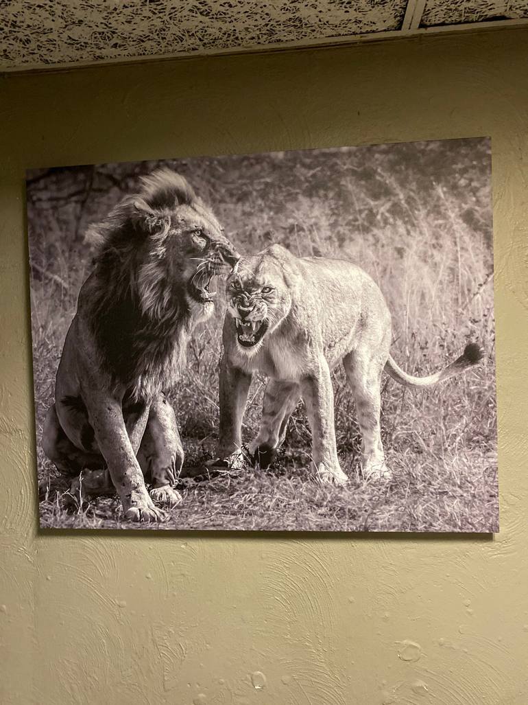 Simba and Nala Photography by Werner Koekemoer | Saatchi Art