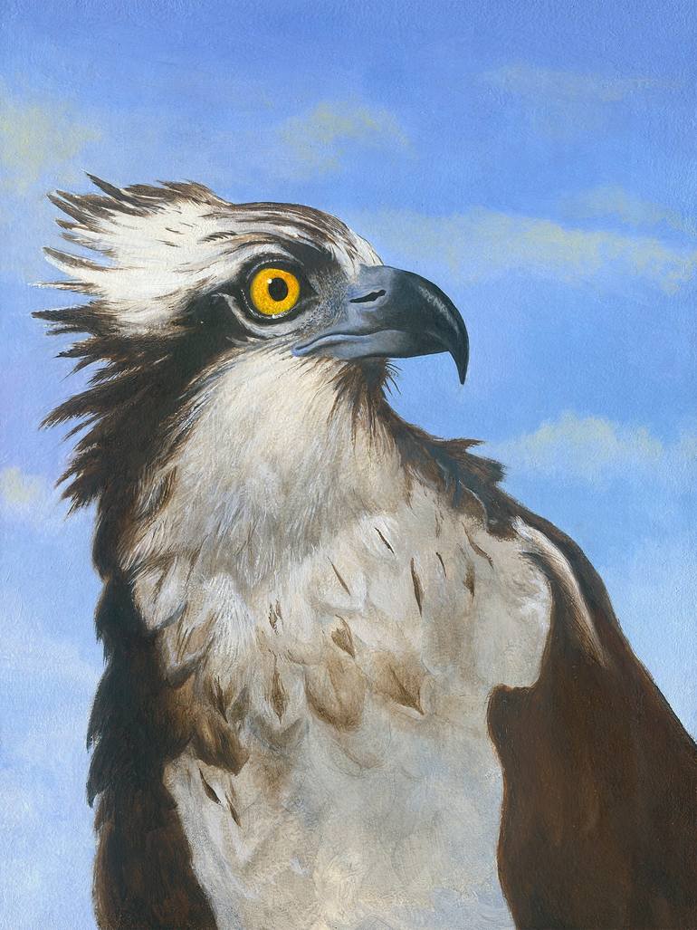 Osprey Portrait Painting by John Harne | Saatchi Art