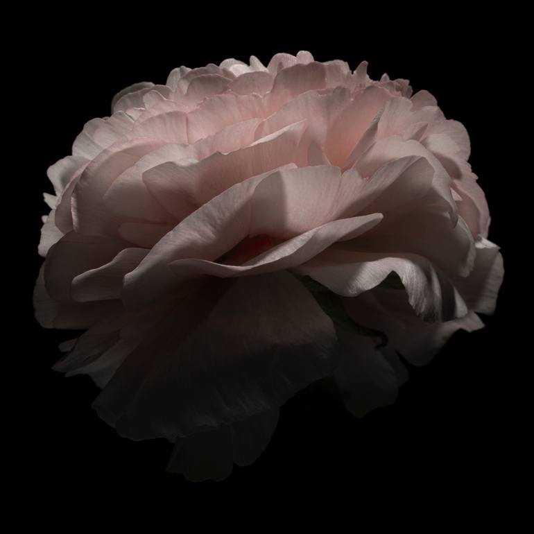 Ranuncolo Bianco Photography by Marcella Fierro | Saatchi Art