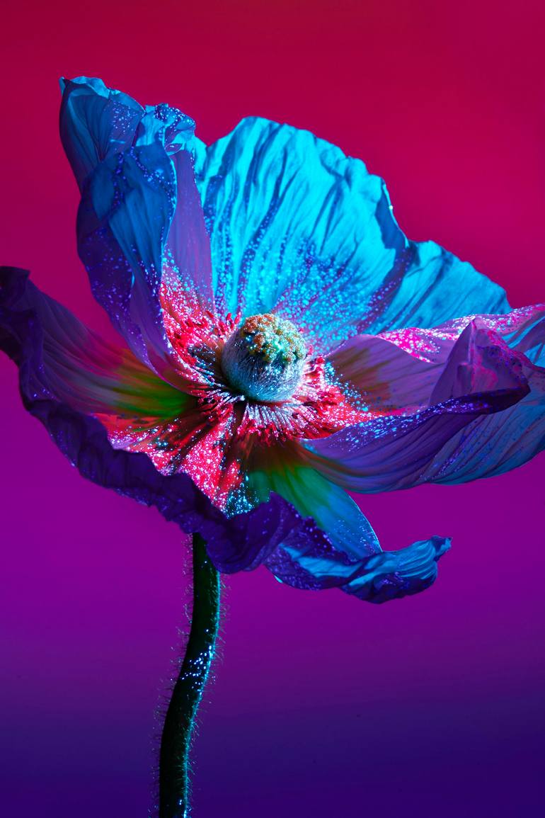 Astrobotany Tetryon Gacrux Photography by Franca Turrin | Saatchi Art