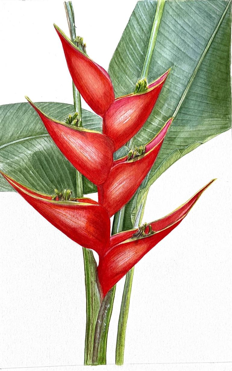 Heliconia Painting by Inessa Falina | Saatchi Art