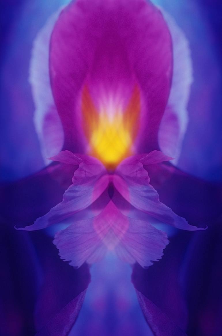 Purple Iris No.2 - Limited Edition of 10 Photography by Marina ...