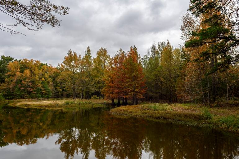 Fall Foliage - Lake Bob Sandlin SP-6570 Photography by Keith Johnson ...