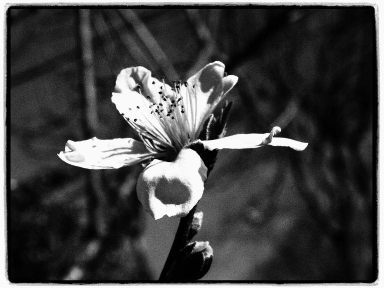 Peach Tree Bloom-P1012750 Photography by Keith Johnson | Saatchi Art
