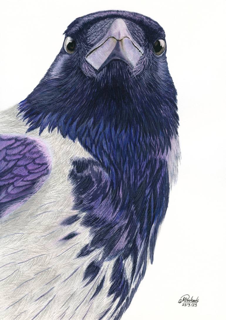 Hooded Crow Painting by Mo Parkook | Saatchi Art