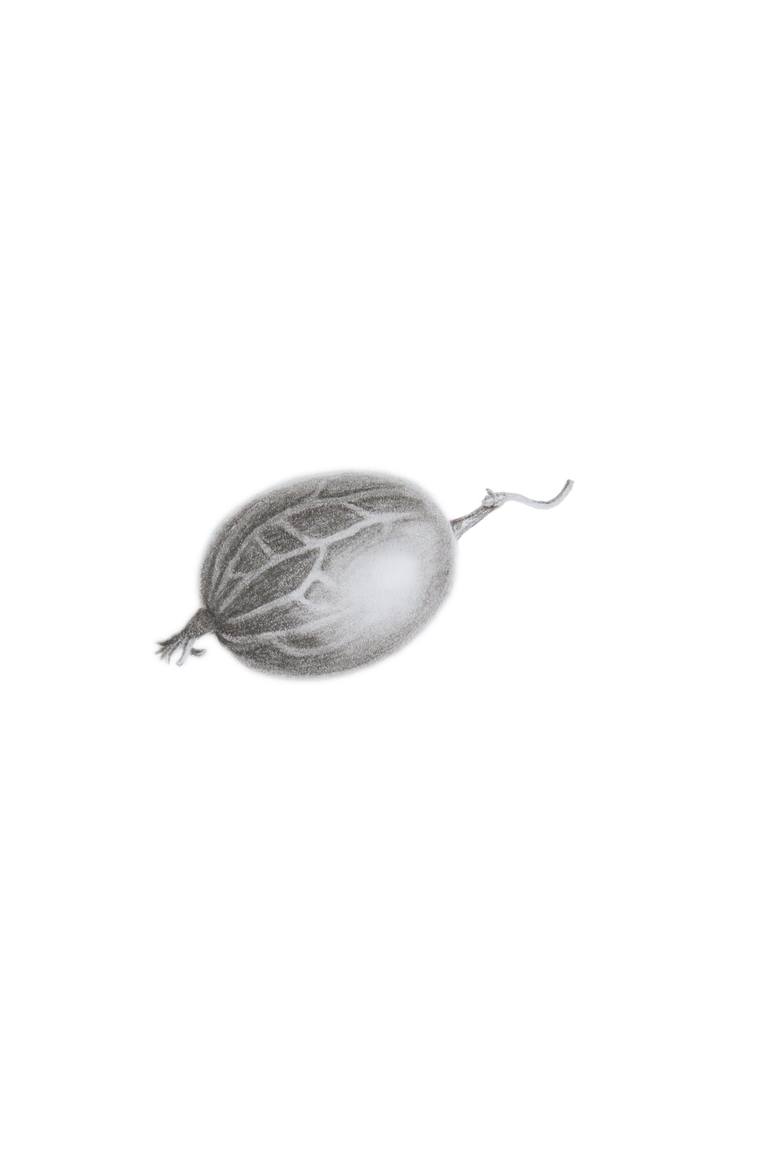 Gooseberry Drawing by Oksana Oleksiiva | Saatchi Art