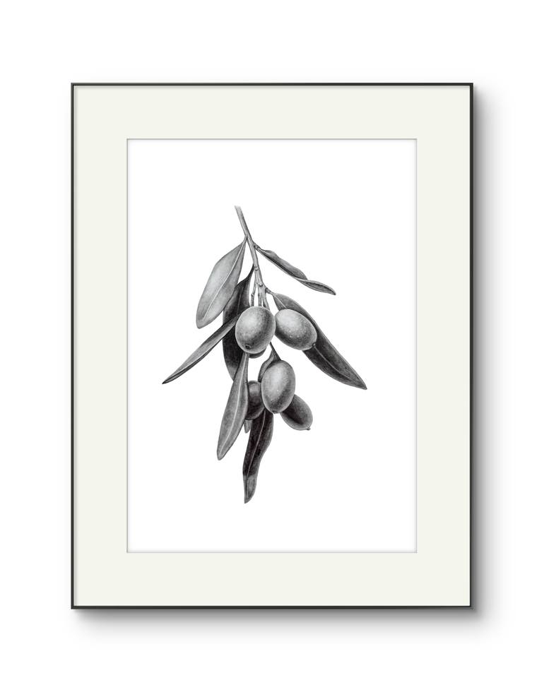 Olive Branch - original monochrome contrast botanical drawing Drawing by Anna Ostapenko ...