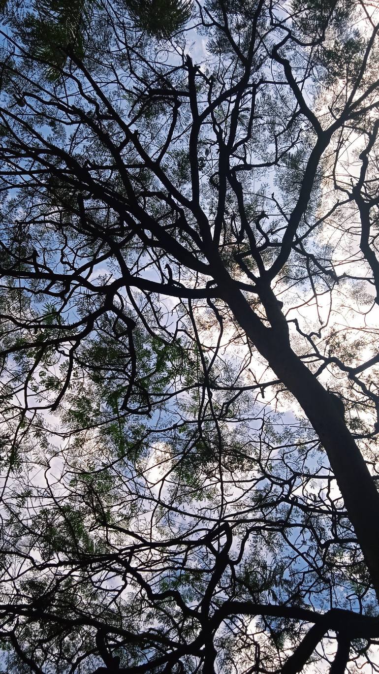 Tree from below Photography by Sky Eagle Photography | Saatchi Art