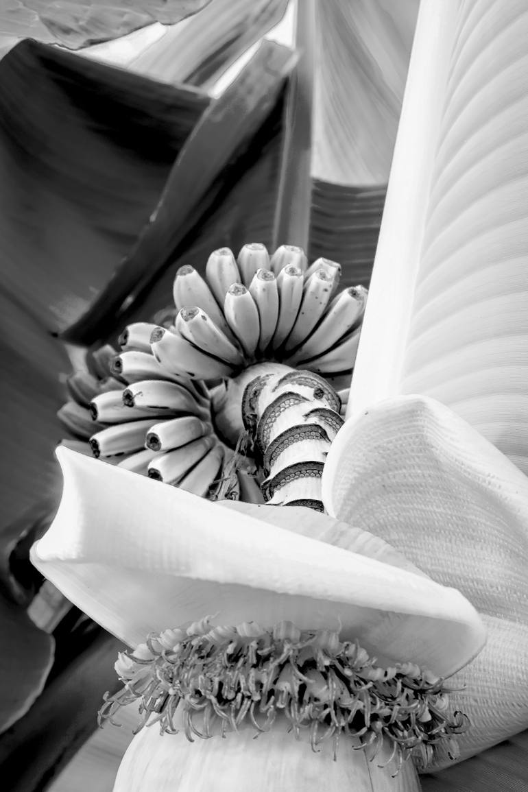 Pa'kowa, meaning Wrapping Leaf Photography by Sergio Luiz Cerezer ...