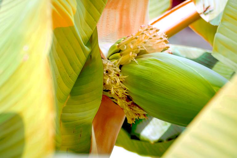 Pa'kowa, meaning Wrapping Leaf Photography by Sergio Luiz Cerezer ...