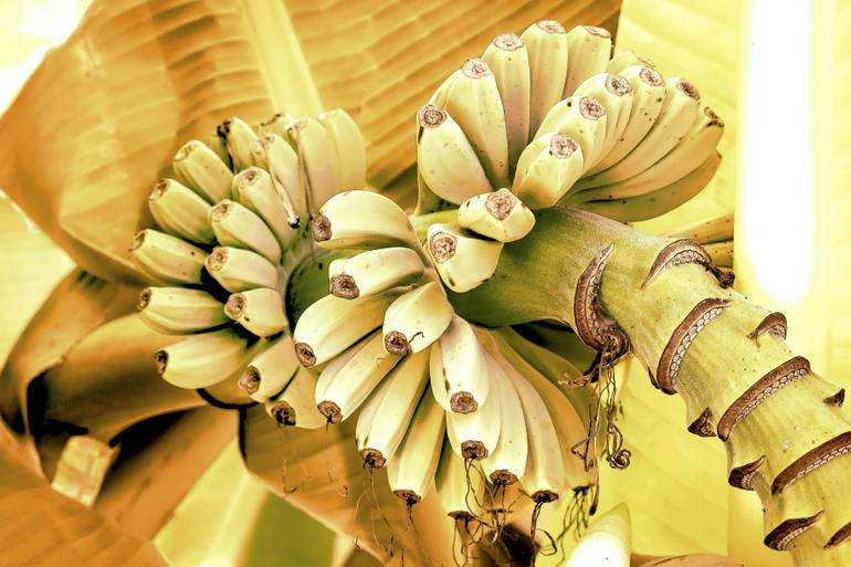Pa'kowa, meaning Wrapping Leaf Photography by Sergio Luiz Cerezer ...