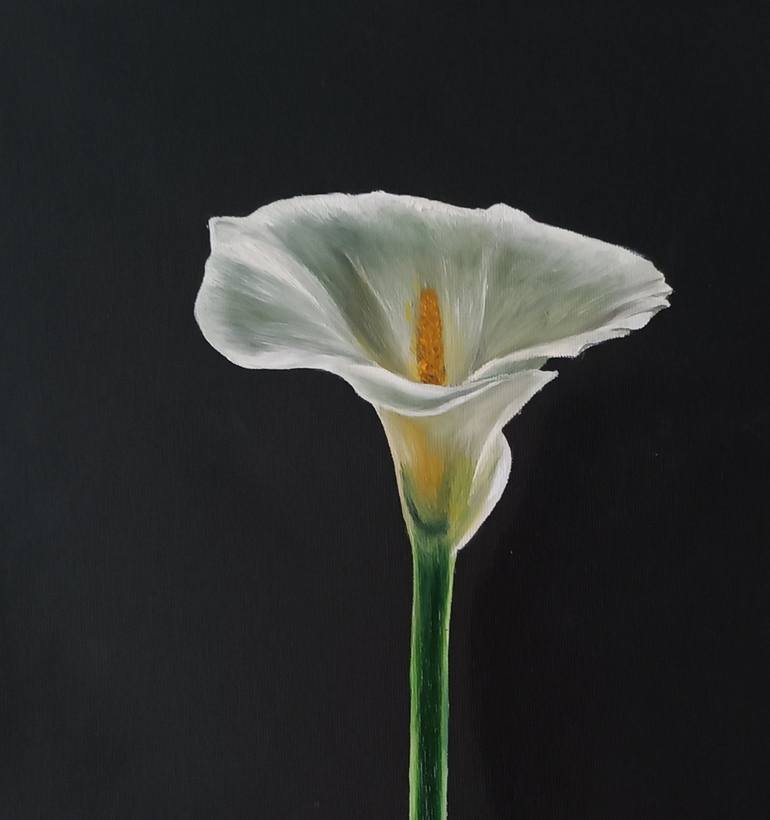 Calla lilia, 30x30, oil Painting by Liubov Pitirimova | Saatchi Art