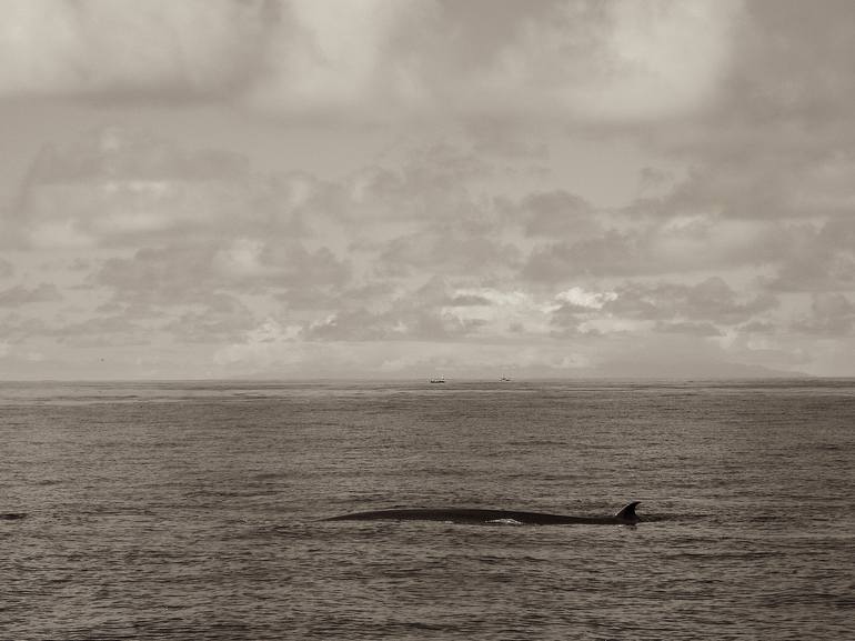 Lonely whale Photography by Daniela Elger | Saatchi Art