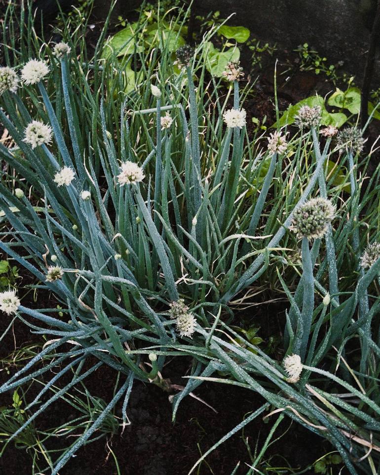 Spring Onion Photography by My Hanh Bui | Saatchi Art