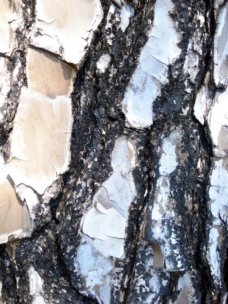 TheTree Photography by Alexandra Perea | Saatchi Art