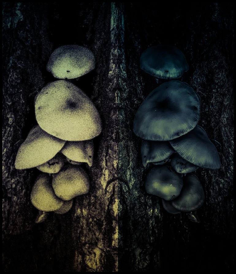 Mycological Dichotomy Photography by Stanislav Shnaider | Saatchi Art