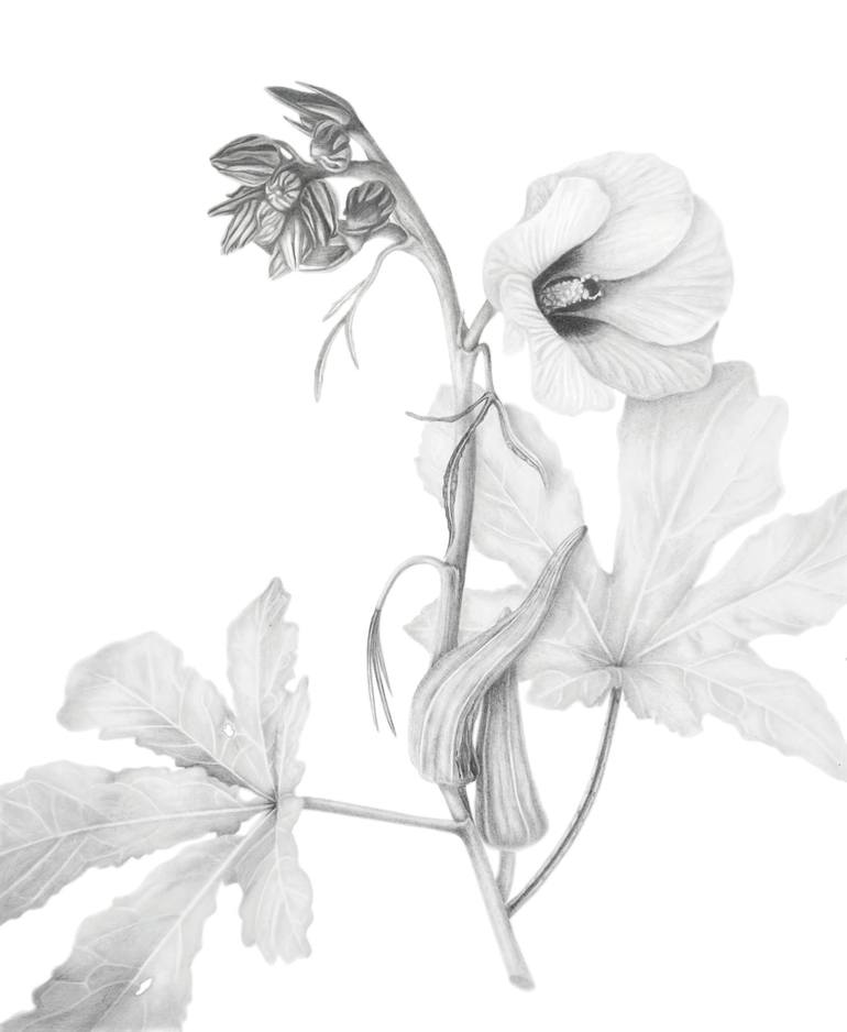 Okra Plant Drawing by Tetyana Hubska | Saatchi Art