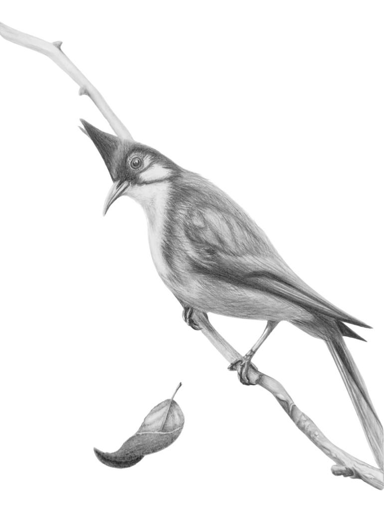 Red-Whiskered Bulbul Drawing by Tetyana Hubska | Saatchi Art