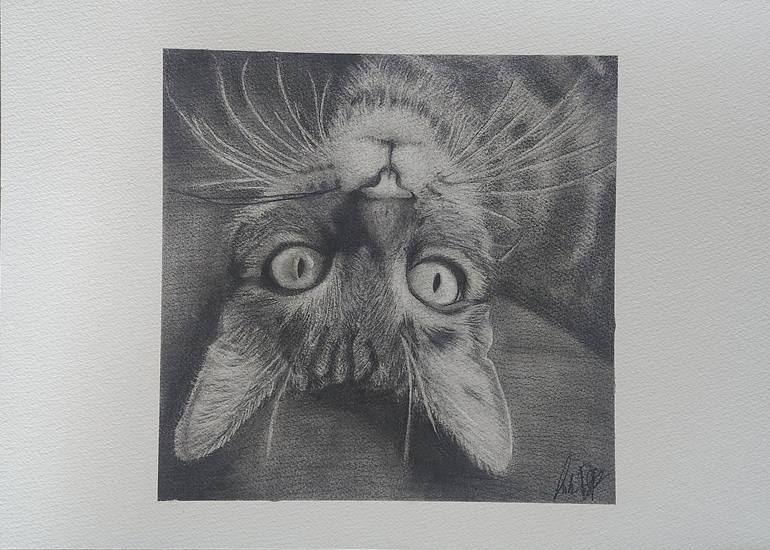 Bizet Drawing by Ambra Della Pepa | Saatchi Art