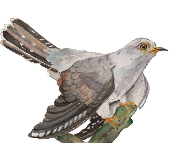 Funny little cuckoo Painting by Svetlana Surzhikova | Saatchi Art