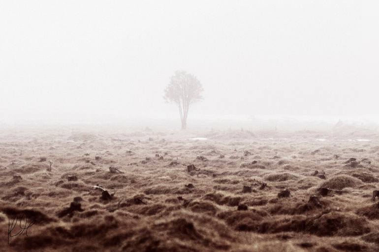 Last Tree Standing Photography by Henrik Malmborg | Saatchi Art