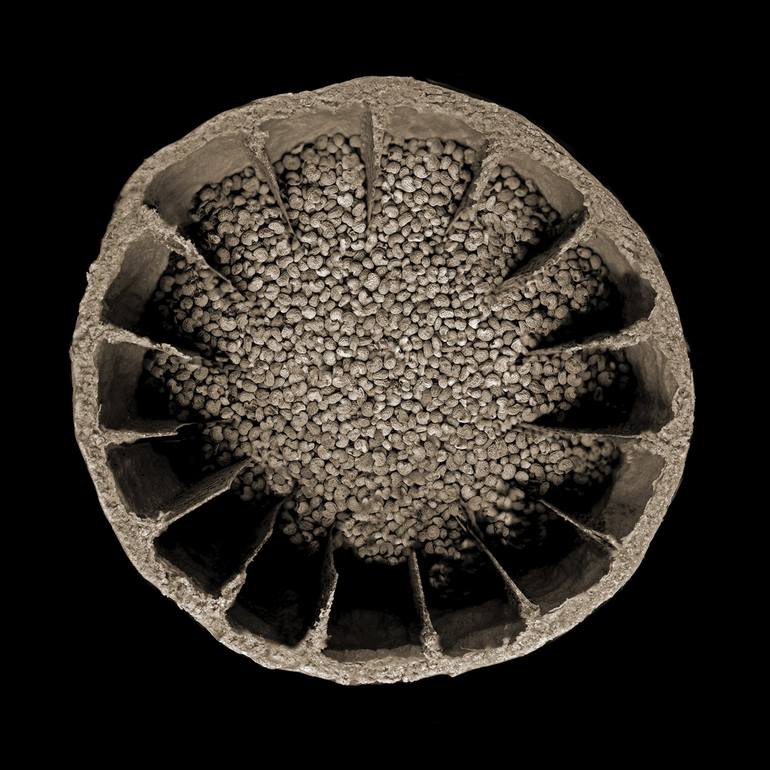 Poppy Inside 3304 Photography by allan BAILLIE | Saatchi Art