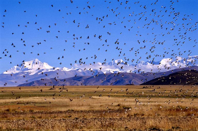 The Mont Everest and the birds. Tibet. Photography by Aleksandr ...