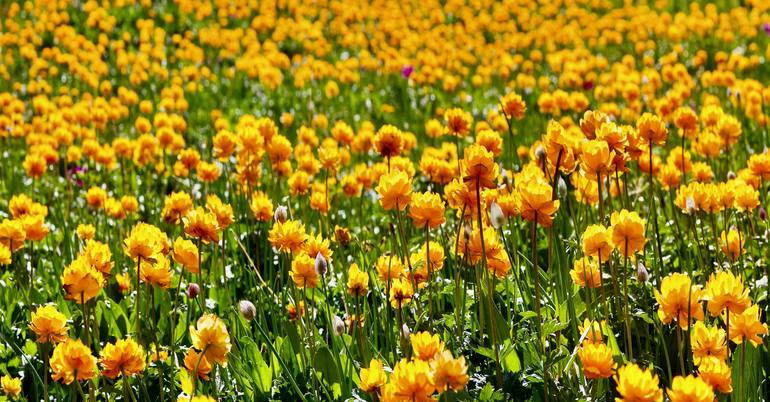 High-altitude meadows of the Altai Mountains Photography by Aleksandr ...