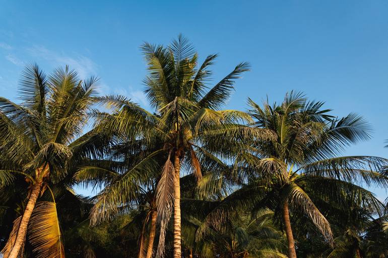 power of palm trees Photography by Anastasiia Terenteva | Saatchi Art