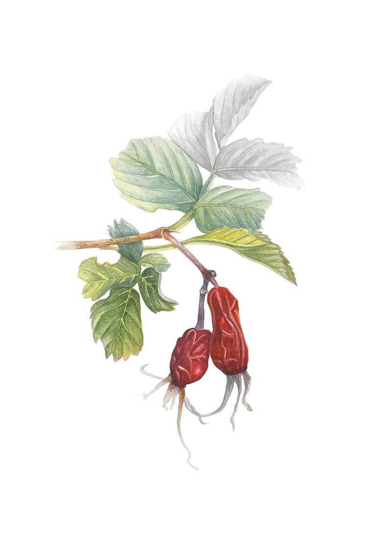 Dried Rosehip Painting by Olha Shulhina | Saatchi Art