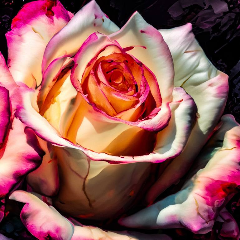 1 of 1 Photograph-JulieJamison -17-July24-NZ879773 Photography by Julie ...