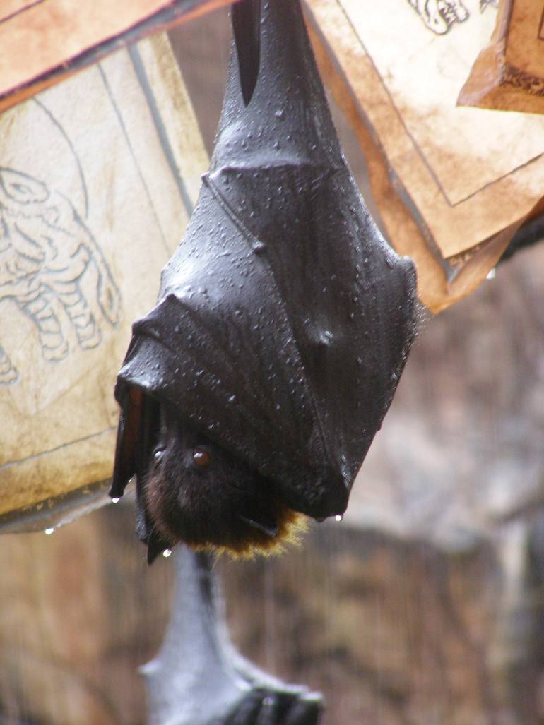 Columbine Fruit Bat #3 Photography by John Pride Jr | Saatchi Art