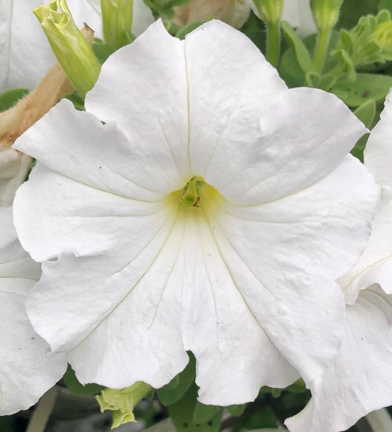 Elegant White Bloom: Timeless Beauty in Floral Photography Photography ...