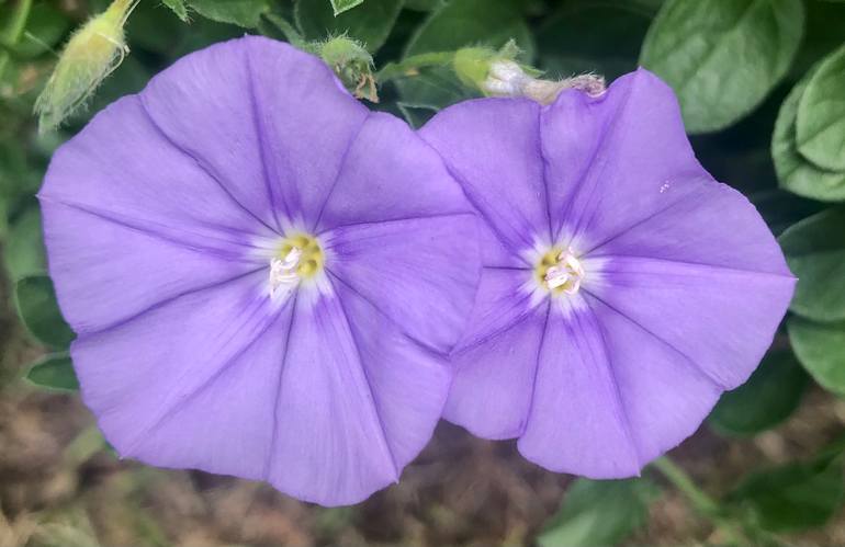 Kindred Blooms – Twin Purple Flowers in Harmony Photography by Flower ...