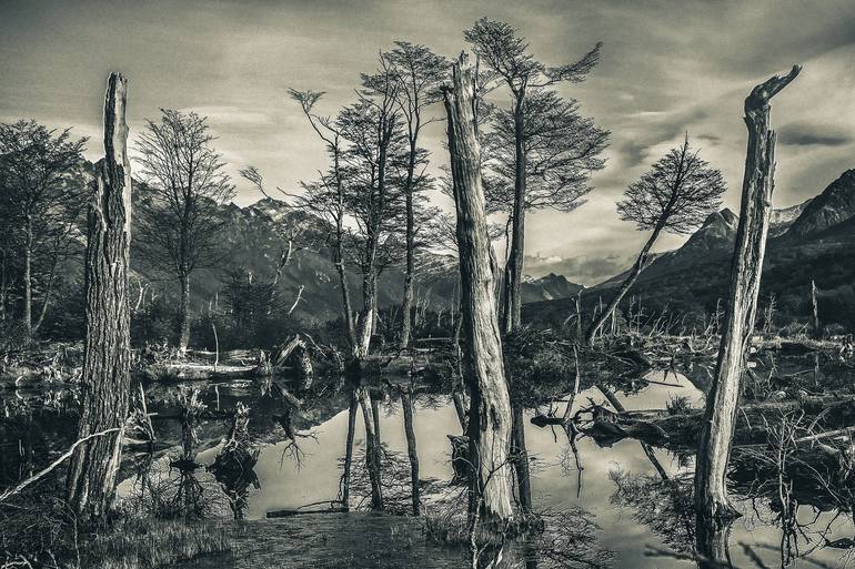 Dry Forest Landscape, Tierra del Fuego, Argentina Photography by Daniel ...