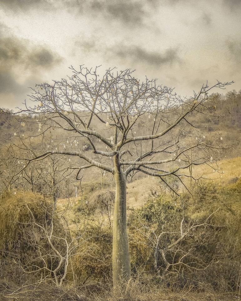 Ceiba Tree at Forest Guayas Ecuador Photography by Daniel Ferreira ...