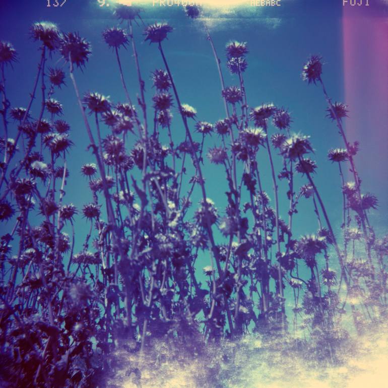 Big Sur in August Photography by Maggie Percell-Corwin | Saatchi Art