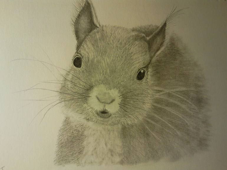 Have you seen my nuts ???? Drawing by Anne Marie Stuart | Saatchi Art