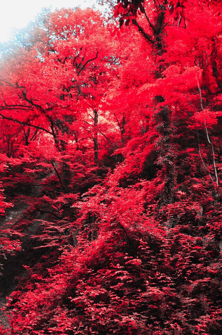 Mystical Deep Red Forest Photography by Vafa Majidli Photography ...